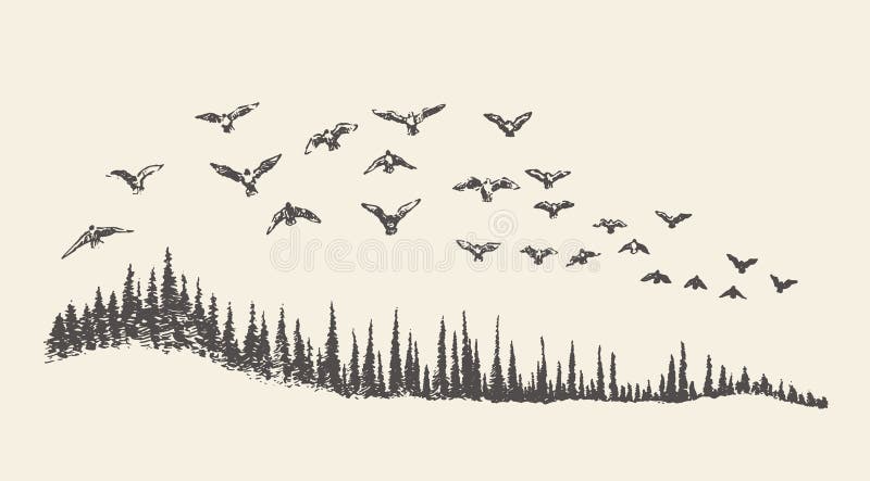 A Flock of Birds Drawn Vector Illustration, Sketch Stock Vector ...