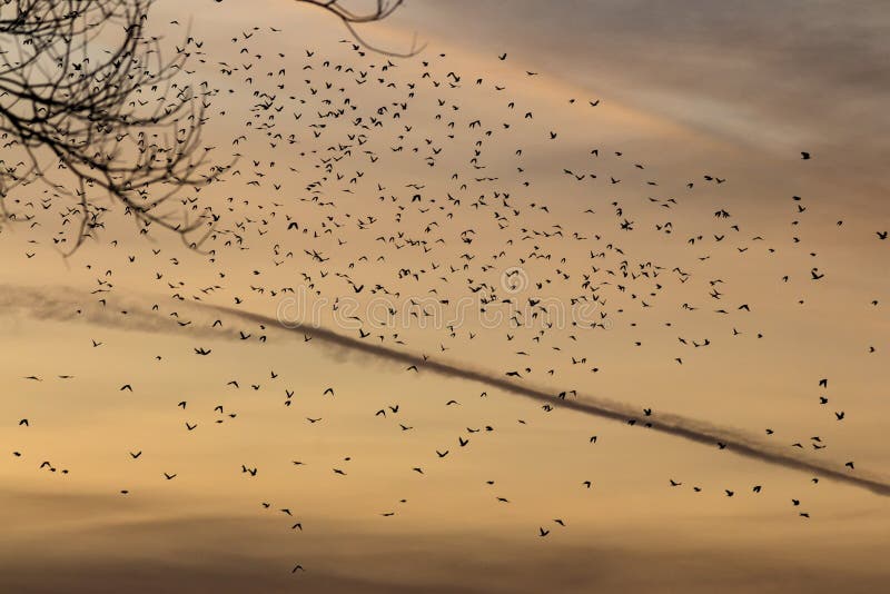 Flock of Birds in the Evening Sky Stock Image - Image of birds ...