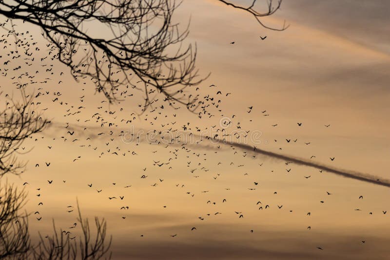 Flock of Birds in the Evening Sky Stock Image - Image of branches ...
