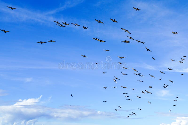 124 Pigeons Flap Wings Stock Photos - Free & Royalty-Free Stock Photos ...