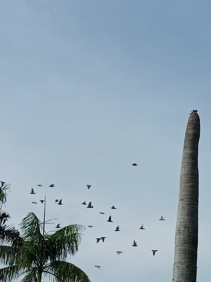 A Flock of Birds Flies Around the Clear and Cloudy Sky during the Day ...
