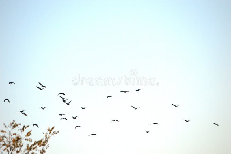 Flock of Birds Flies through the Sky Stock Image - Image of flies ...
