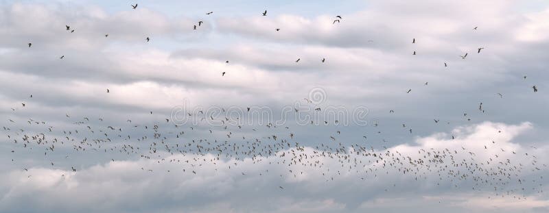 Flock of Birds in Flight, Clouds in the Background Stock Photo - Image ...