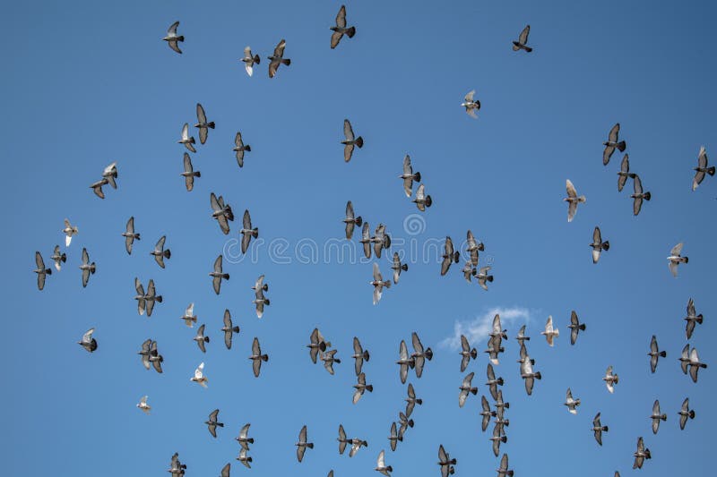 Many Birds Flying in the Sky and Making a Circle Around Stock Image ...