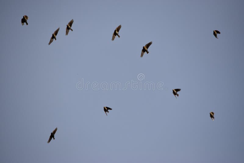Flock of birds in flight stock image. Image of black - 89420613