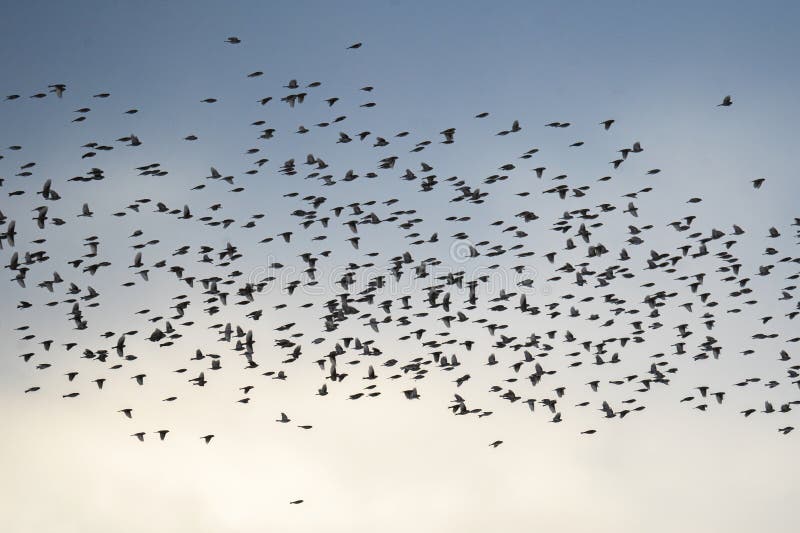 A Flock of Birds in Flight. Migrating Birds in a Large Flock Quickly ...