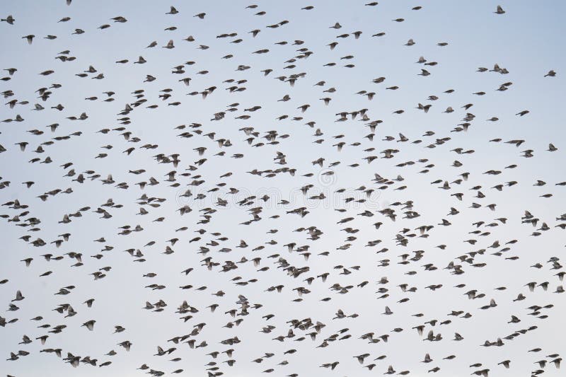 A Flock of Birds in Flight. Migrating Birds in a Large Flock Quickly ...