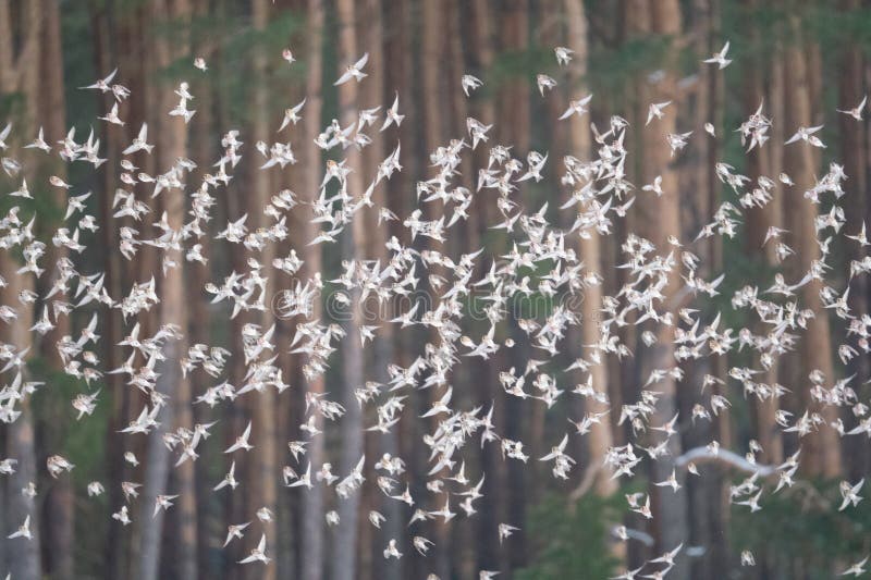 A Flock of Birds in Flight. Migrating Birds in a Large Flock Quickly ...