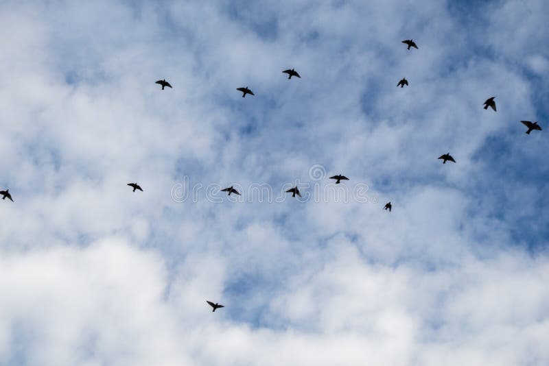 Flock of Birds Fly in the Sky Stock Image - Image of bird, crowd: 121374535
