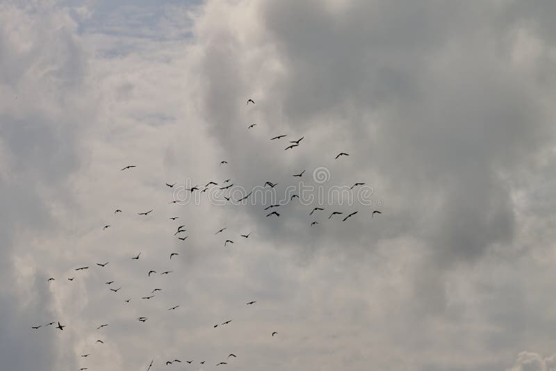 120 Apocalypse Birds Stock Photos - Free & Royalty-Free Stock Photos ...
