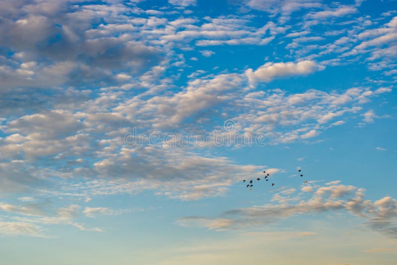 Flock of Birds Flying on Beautiful Cloudy Sky Stock Image - Image of ... Flock of Birds Flying on Beautiful Cloudy Sky Stock Image - Image of ...