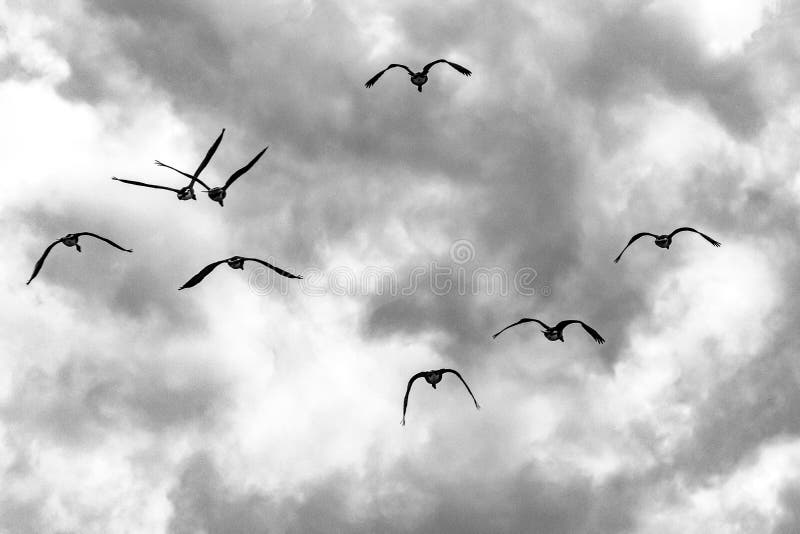 Birds flying in the rain stock photo. Image of wind - 152611620