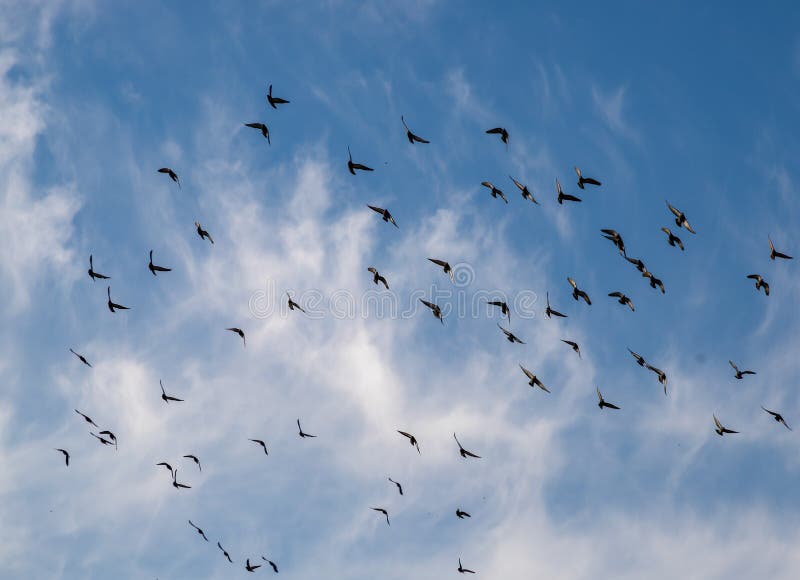 Flock of Birds Flying in Blue Sky Stock Image - Image of nature, wings ...