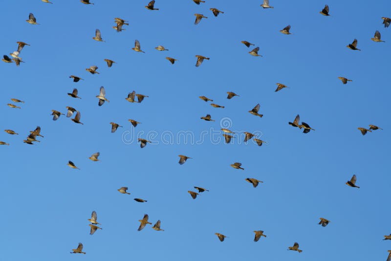Flock of Birds Flying in a Clear Blue Sky Stock Image - Image of flock ...