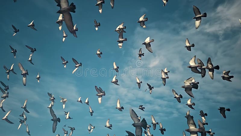 Flock of Birds Flying in a Clear Sky, a Mesmerizing View of Numerous ...