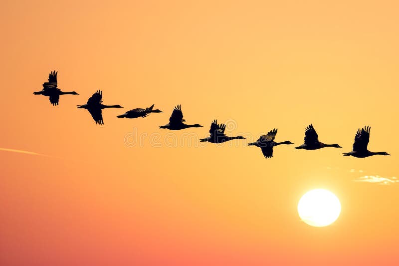 Flock of Birds Flying in Formation, Representing Unity and Teamwork ...