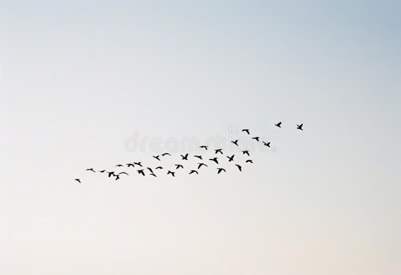 A Flock of Birds Flying in Formation, Silhouetted Against a Stark White ...