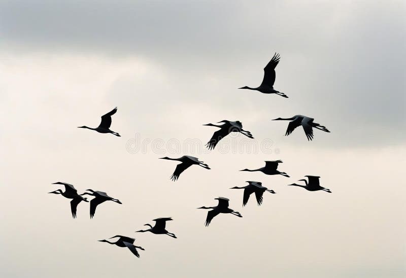 A Flock of Birds Flying in Formation, Silhouetted Against a Stark White ...