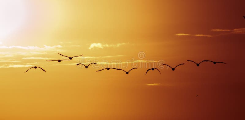 Flock of Birds Flying in the Golden Sky in a Row Stock Image - Image of ...