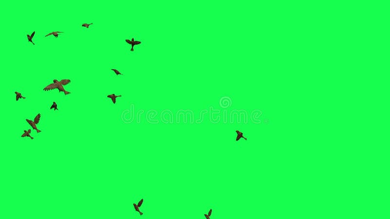 Flock of Birds Flying on Green Screen Stock Video - Video of herd ...