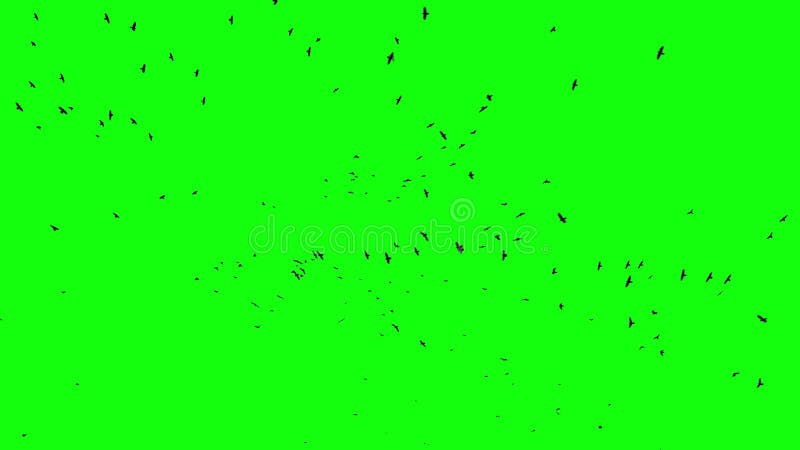 Flock of Birds Flying on Green Screen Stock Video - Video of flock ...