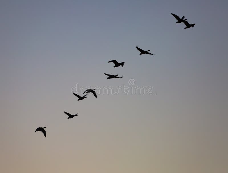Flock of Birds Flying in the Grey Sky Stock Image - Image of nature ...