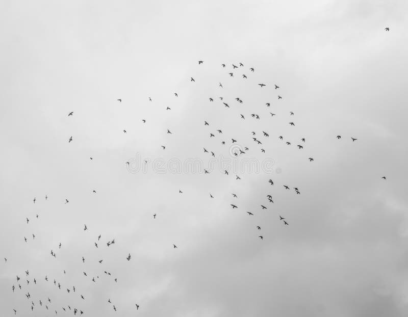 Flock of birds flying stock image. Image of long, flock - 66964015