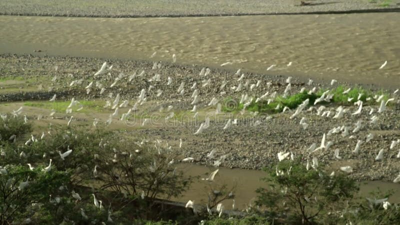 Flock of Birds Flying in Nature Amazon Rainforest Stock Video - Video ...