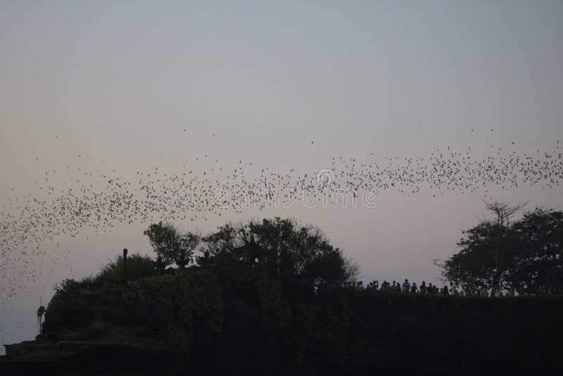 Flock of Birds Flying Over Bali Beach at Dusk Stock Image - Image of ...