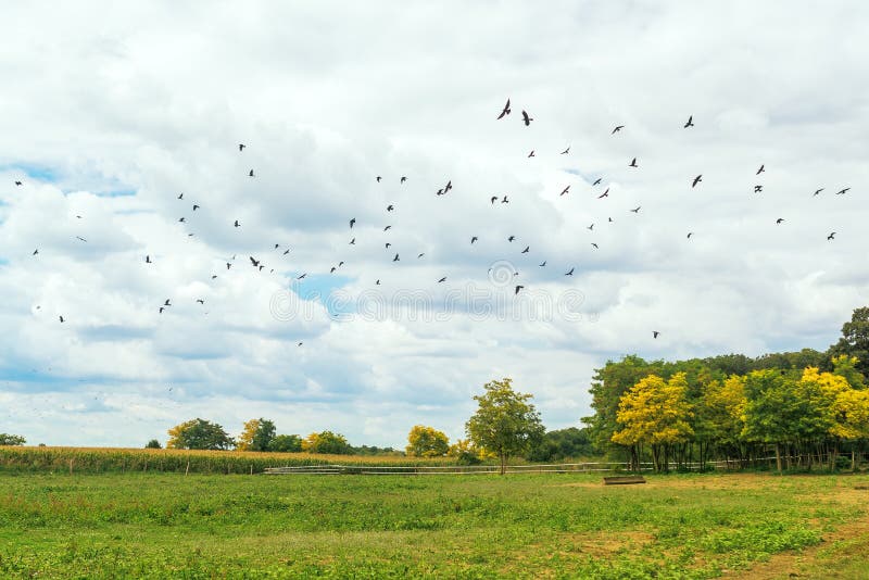 Flock of Birds Flying Over Empty Field Stock Photo - Image of outdoors ...