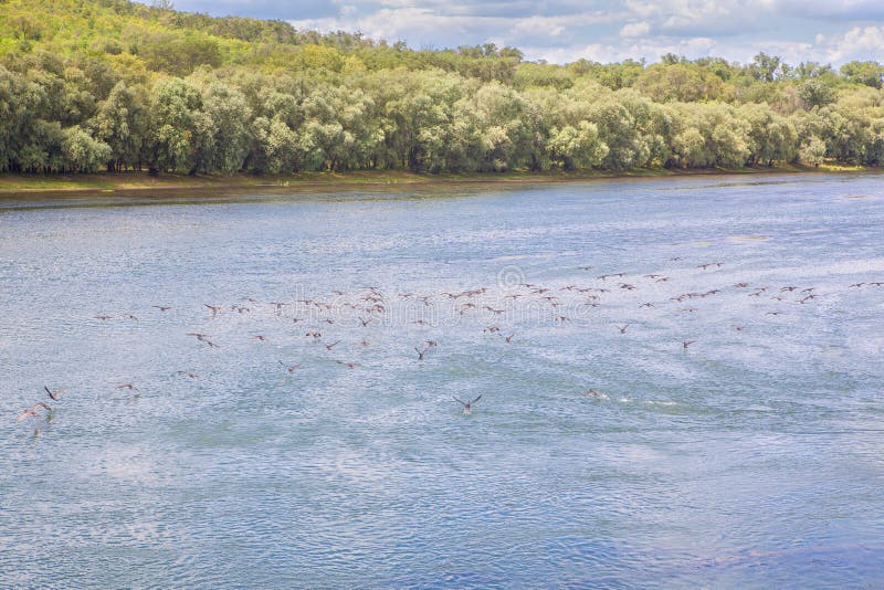 Flock of Birds Flying Over the River Stock Photo - Image of natural ...