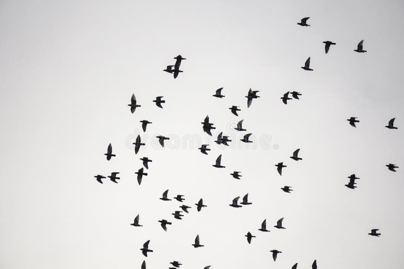 Flock birds are flying stock photo. Image of animal, wild - 98856470