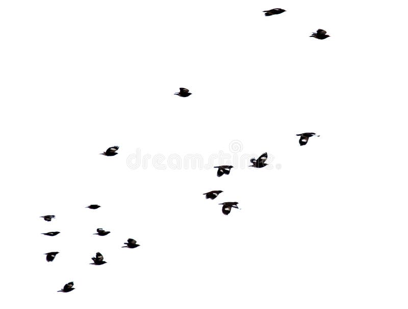 A Flock of Birds Flying in the Sky Stock Photo - Image of wild, flock ...