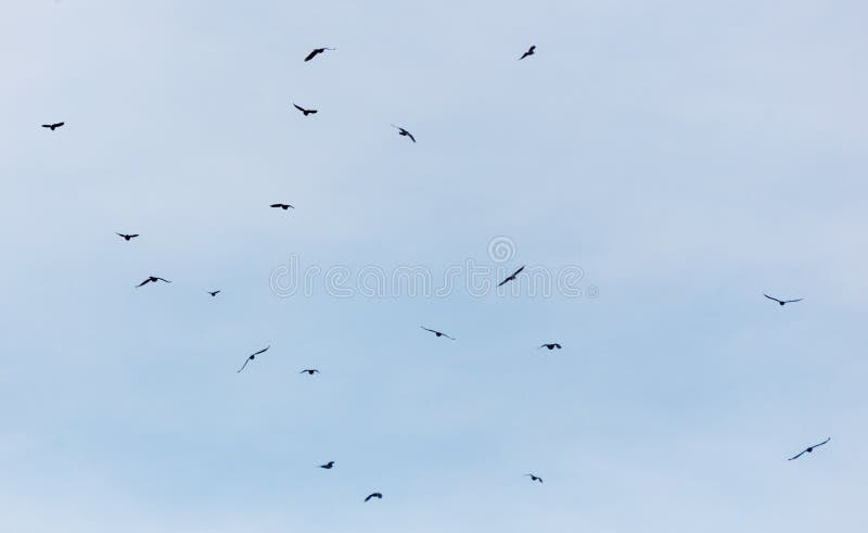A Flock of Birds Flying in the Sky Stock Photo - Image of flock ...
