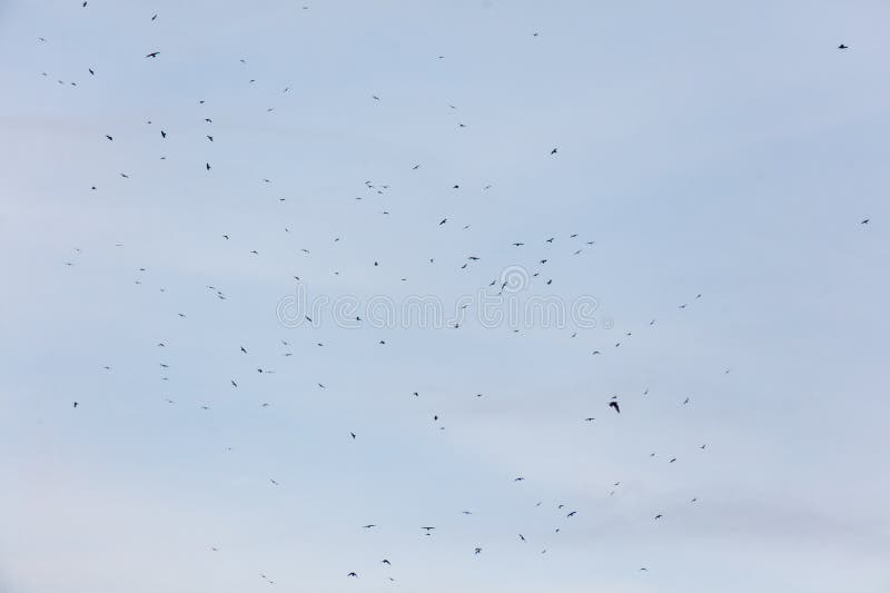 A Flock of Birds Flying in the Sky Stock Photo - Image of fauna ...