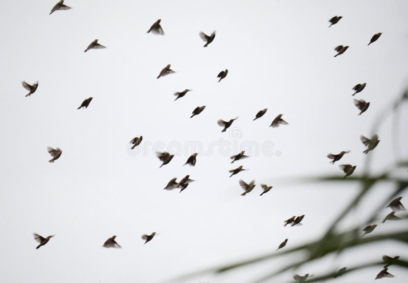 A Flock of Birds Flying in the Sky. Lots of Bird Fill the Sky Stock ...