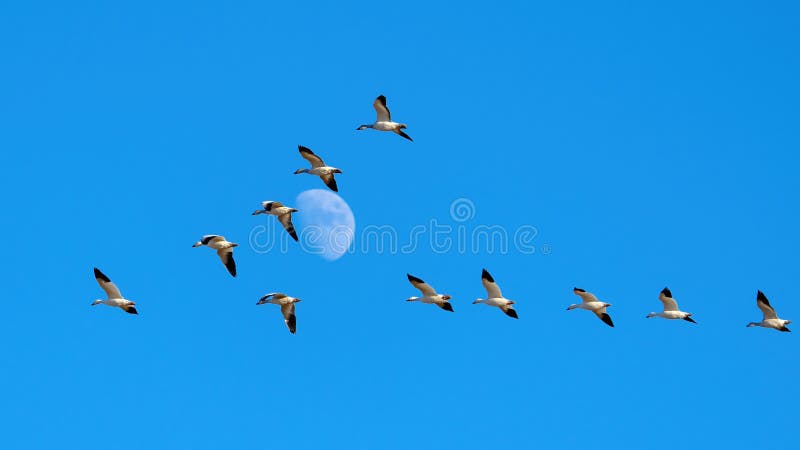 Flock of Birds Flying in the Sky Near the Moon Stock Image - Image of ...
