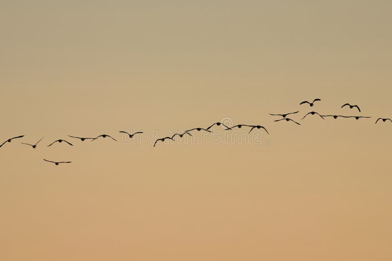 Flock of Birds Flying in the Sky in One Line Stock Image - Image of ...