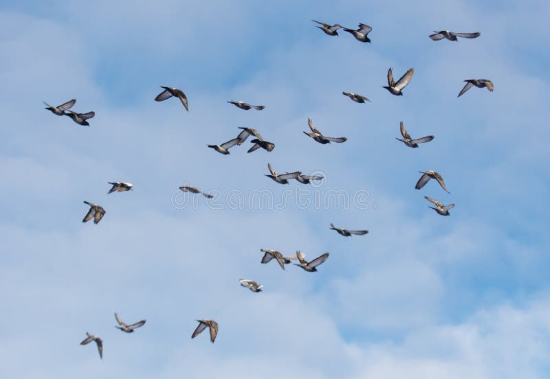 A Flock of Birds Flying in the Sky Stock Photo - Image of movement ...