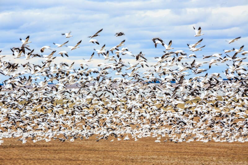 A Flock of Birds Flying in the Sky Stock Photo - Image of group ...