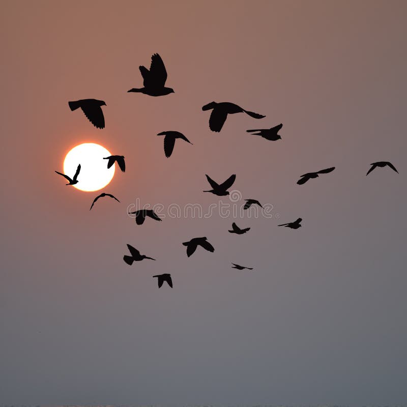 Flock of Birds Flying at Sunrise Stock Image - Image of beauty, design ...