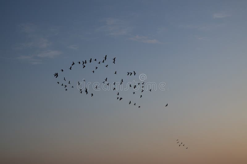 A Flock of Birds Flying in the Sunset. Free Animals Flying Stock Photo ...