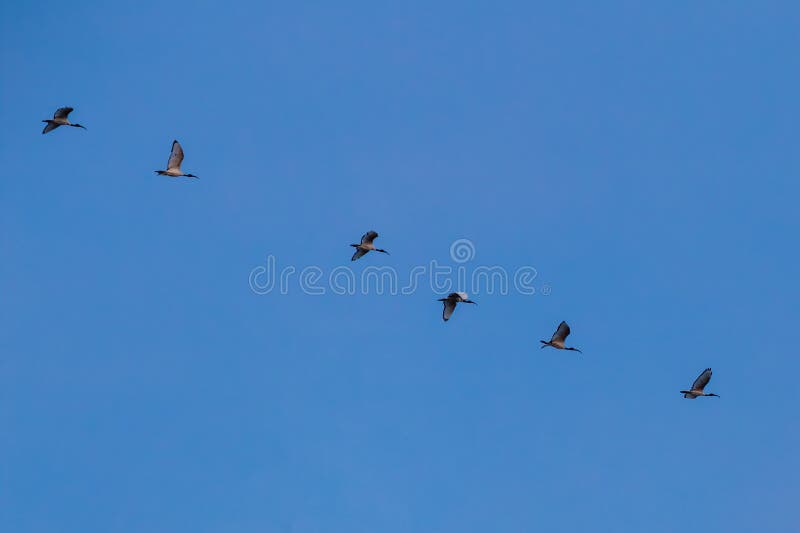 Flock of Birds Flying Together Against a Clear Blue Sky in Formation ...