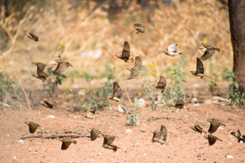 Flock of Birds Flying Together in Formation in the Deserted Landscape ...