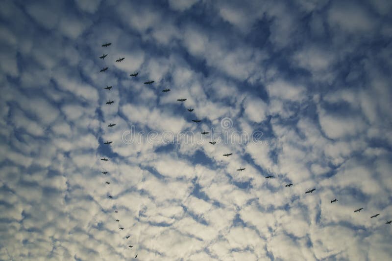 A Flock of Birds Flying in a Triangle Shape with Cloud and Blue Sky in ...
