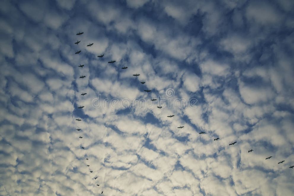 A Flock of Birds Flying in a Triangle Shape with Cloud and Blue Sky in ...