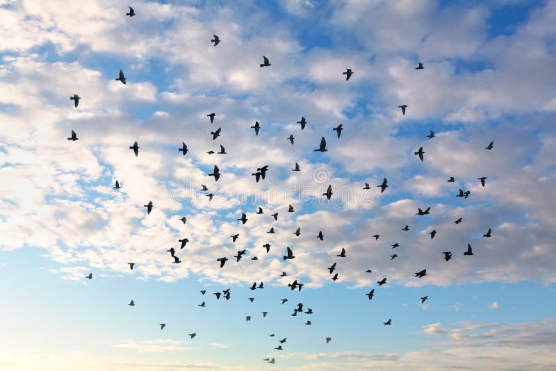Bird Flying In The Clouds
