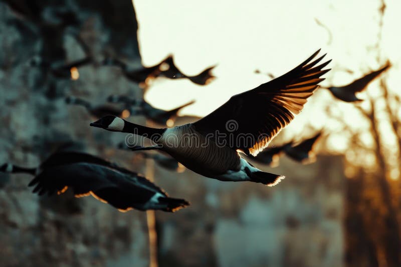 A Flock of Birds Flying in Unison Over a Stone Wall, with the Sky ...