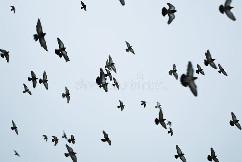Flock of birds flying stock image. Image of cluster, flock - 50355959