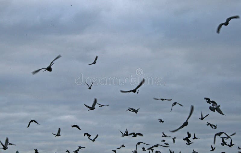 Flock Of Birds Flying Through The Air Stock Image - Image of group ...